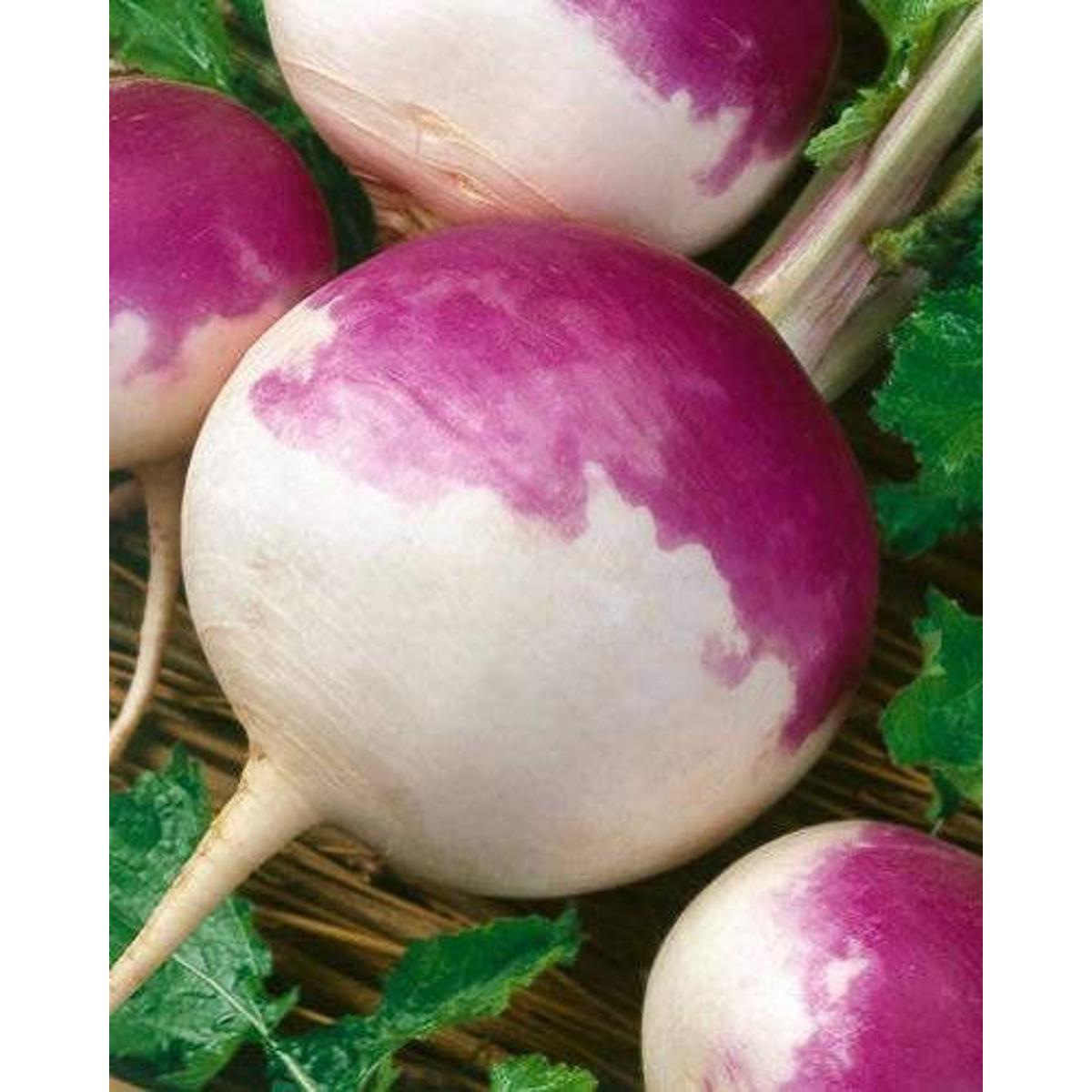 150+ Turnip / Shalgam Fresh Seeds - High Germination Rate - More Green